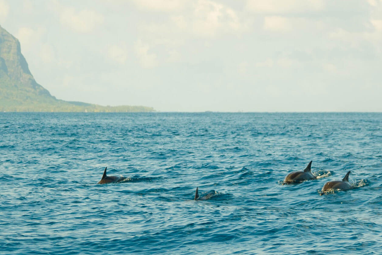 Ile aux Bénitiers / Dolphin Cruise - Ebrahimtours